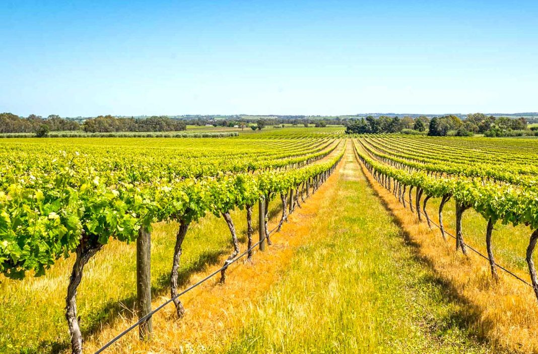 Adelaide: The Jewel of South Australia - Guide of the World